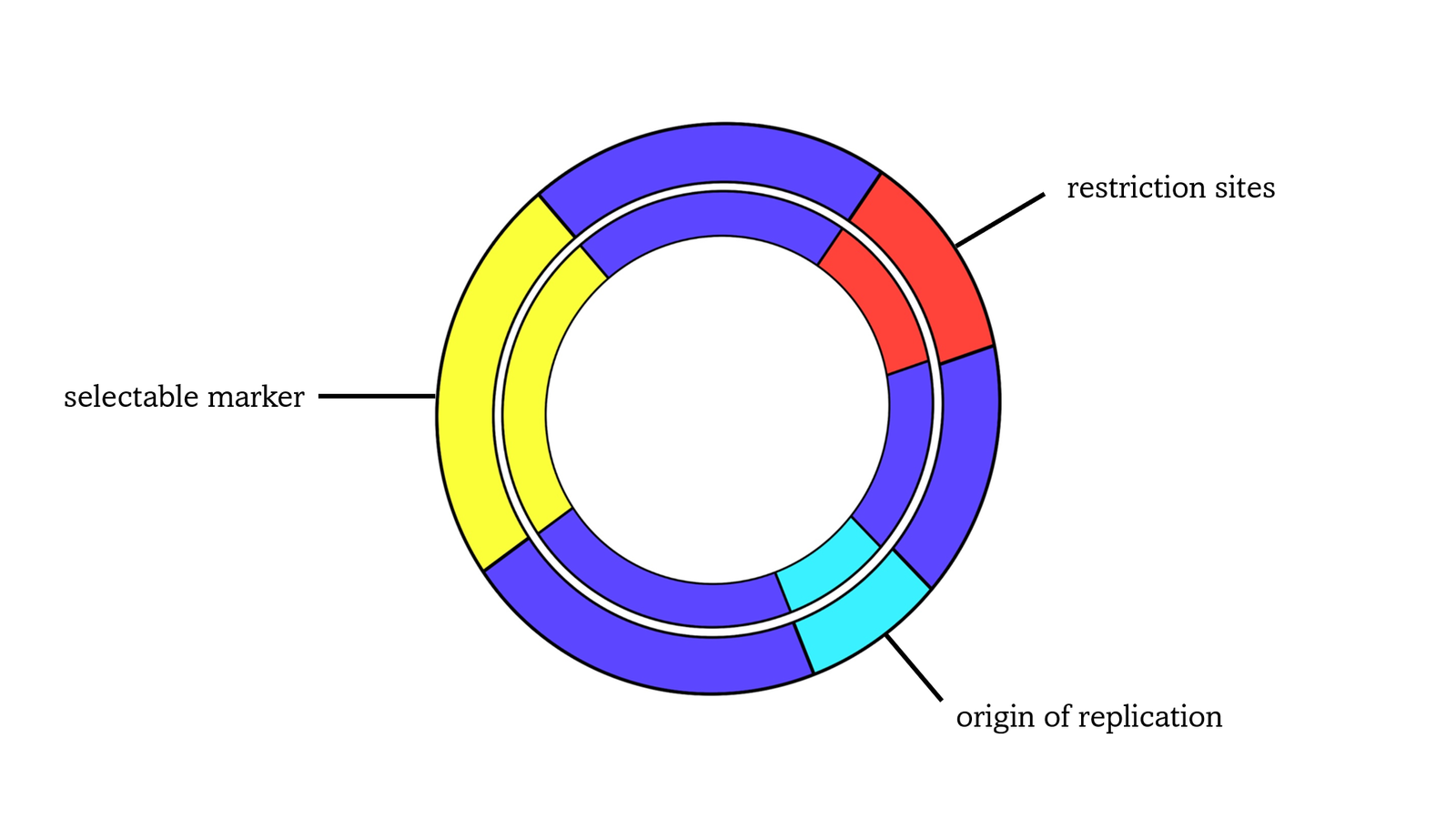 Cloning Vectors