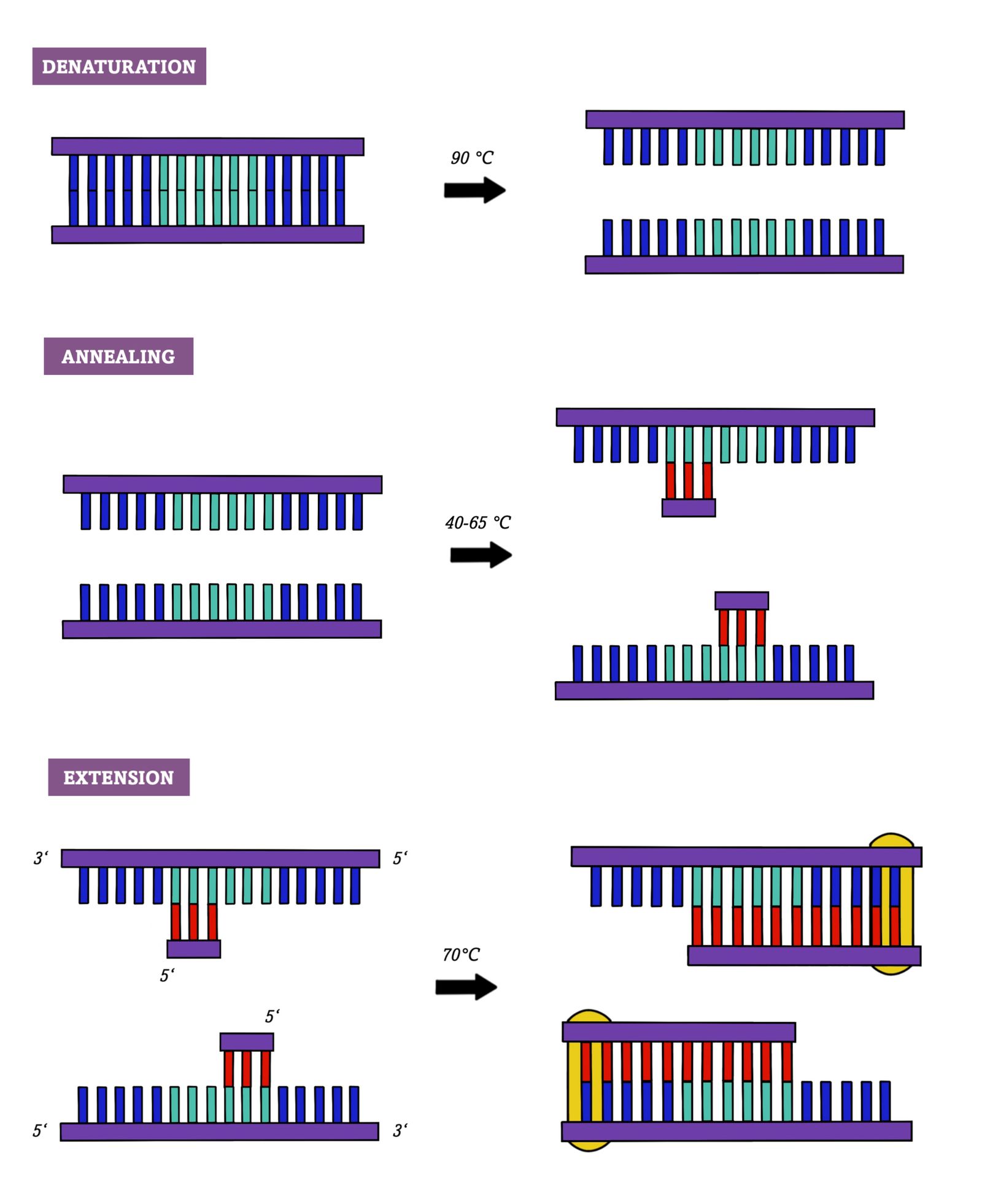 PCR (Polymerase Chain Reaction)
